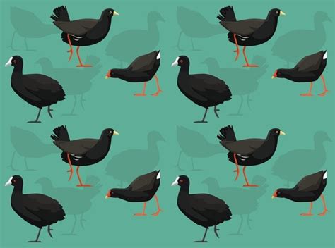 Australian Coot Over 8 Royalty Free Licensable Stock Vectors And Vector