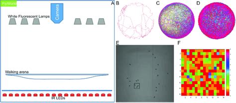 Tracking And Behavior Classification Of Flies With Flyworld And Download Scientific Diagram