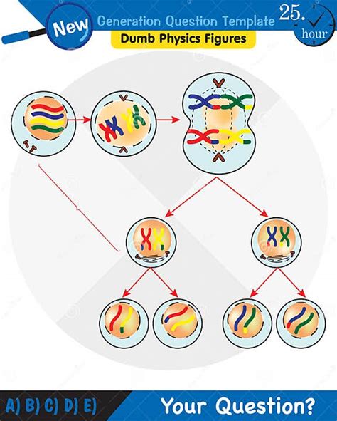 Fases De Biologia Da Mitose E Meiose Modelo De Pergunta Da Próxima