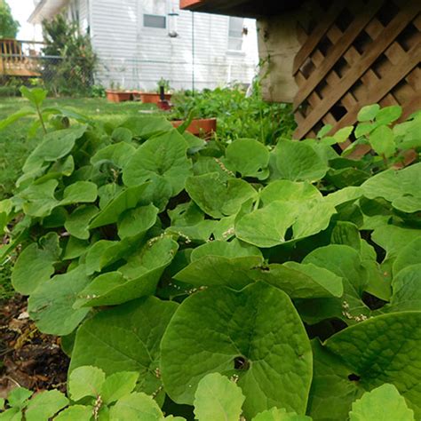Fs1353 Invasive Plants And Native Alternatives For Landscapes Rutgers