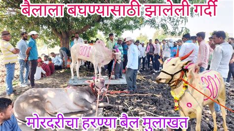 कमी वयात महाराष्ट्र केसरीचा मानकरी मोरदरीकरांचा हरण्या बैलाची मुलाखत