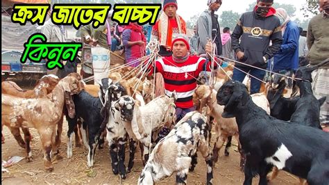 ক্রস জাতের ছাগল কিনুন শাহিন ও রুহুল ভাইয়ের কাছ থেকে নলডাঙ্গা শাখারী
