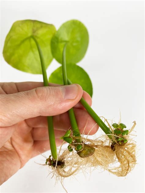 Pilea Peperomioides Propagation 3 Easy Fun Options To Try Artofit