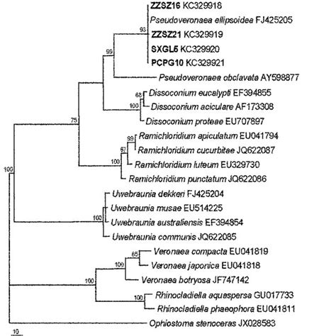 One Of Four Equally Most Parsimonious Trees Obtained From A Heuristic