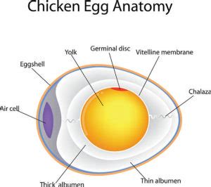 How To Incubate Chicken Eggs For A Successful Hatch Every Time