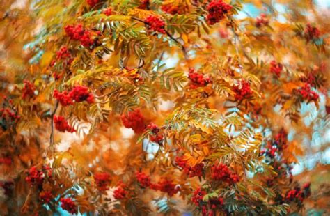 Native Shrubs And Trees To Plant In Alberta For Stunning Fall Color