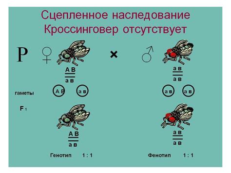 Сцепленное наследование генов презентация онлайн