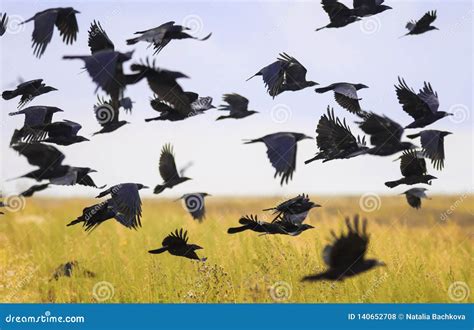 Flock Of Black Birds Crows And Rooks Fly Flock Over Plem In Autumn