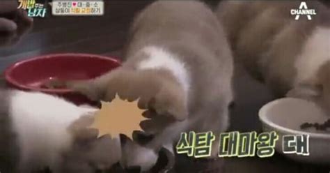 [개밥주는남자] 웰시코기 삼둥이 대중소 식탐고치기 Feat 갓형욱 인스티즈 Instiz 이슈 카테고리