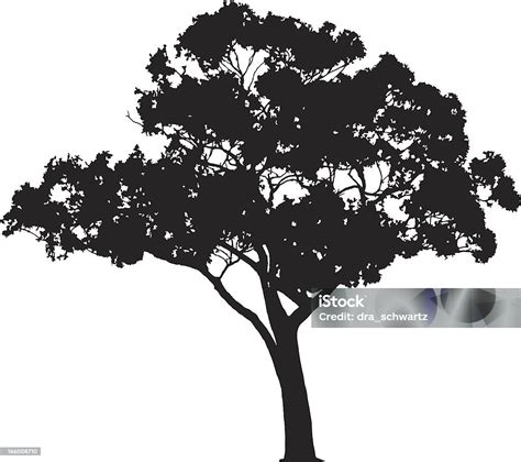 Eucalyptus Tree Silhouette Vector向量圖形及更多側影圖片 側影 尤加利樹 樹 Istock
