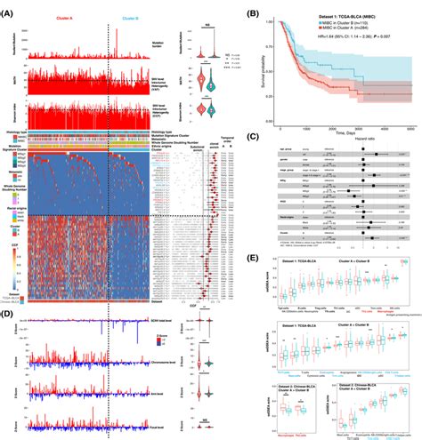 Prognostic Subtypes Of Bladder Cancer With Distinct Genomic