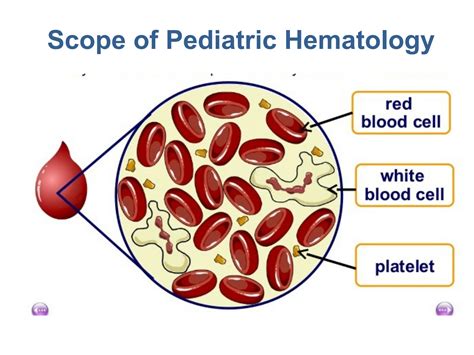 Solution Anemias Classification Ida Aha Studypool