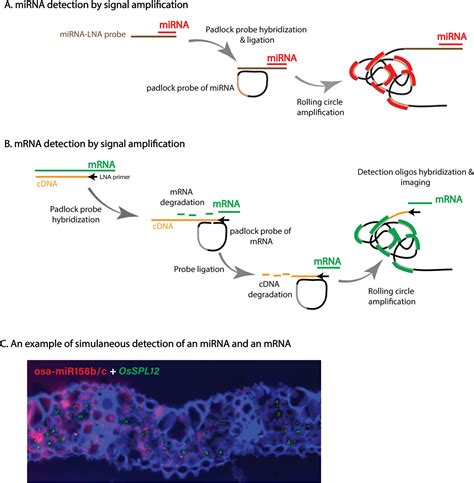 Plant Biotechnology Journal Vol 21 No 1