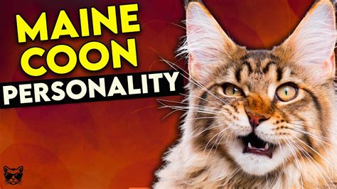 Maine Coon Personality Traits At Andrea Johns Blog