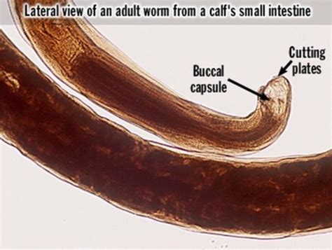 Cattle Helminths Nematodes Flashcards Quizlet