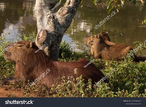 세계에서 가장 큰 살아있는 설치류 카피바라hychoerus 스톡 사진 2147984227 Shutterstock