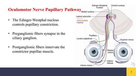 Anatomy Of Oculomotor Nerve Pptx Anatomy Of Cranial Nerves Ppt