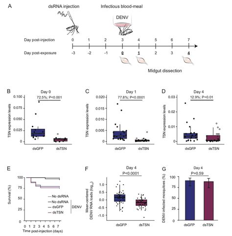 Tsn Promotes Denv Infection The Mosquito Midgut Download Scientific