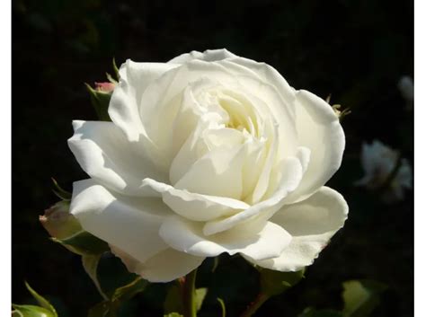 White Meidiland