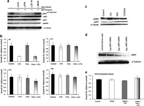 Inhibition Of Cmet Activity Does Not Resensitize Cetuximab Resistant