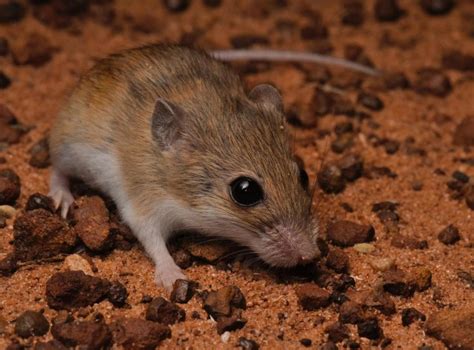 We Discovered Two New Australian Native Mammals The First Of Their