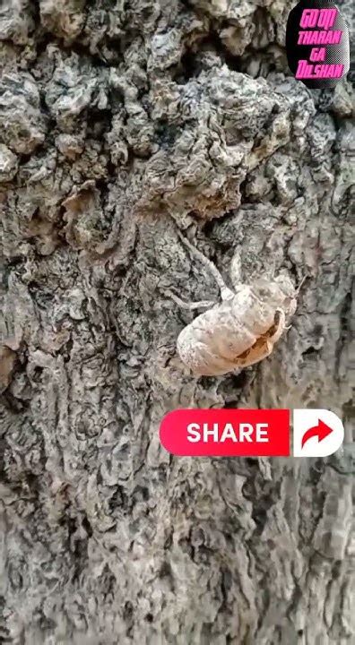 ගසට අනුවර්තනය වු කෘමියෙක් 🐞🐞🐞🐞🐞 Srilanka Youtube