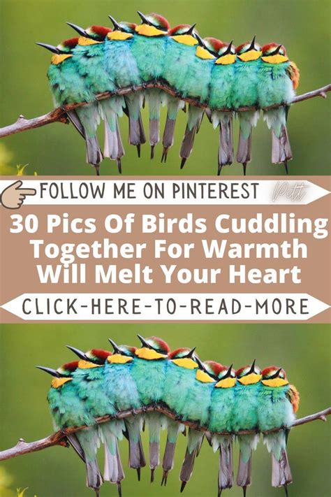 30 Pics Of Birds Cuddling Together For Warmth Will Melt Your Heart