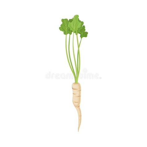 Parsnip Root Cut Into Slices Vector Item Stock Vector Illustration Of