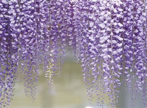 親鸞聖人の花びらを試し読み 1万年堂ライフ