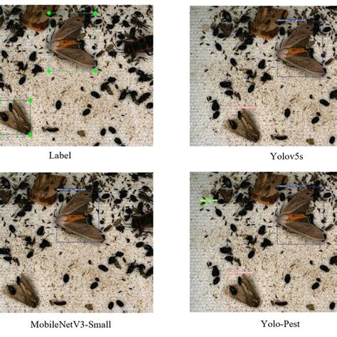Detection Results Of The Pests Yolo Pest Found All The Pest Targets In Download Scientific