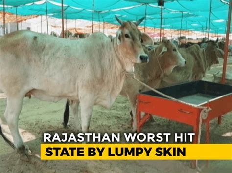 Lumpy Disease Latest News Photos Videos On Lumpy Disease Ndtvcom