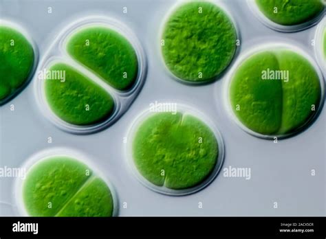 Light Micrograph Of Chroococcus Turgidus A Marine Cyanobacterium