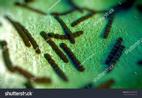 Streptococcus Pneumoniae Pneumococcus Grampositive Coccus Shaped Stock