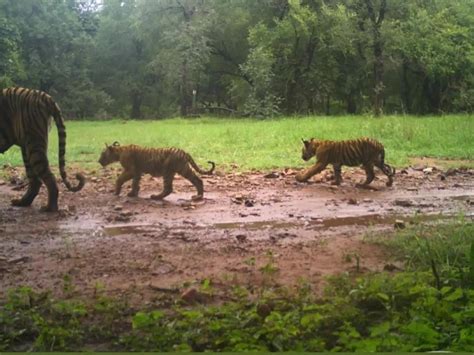 Tigress T 105 Was Seen With Three Cubs In The Photo Trap Camera Now