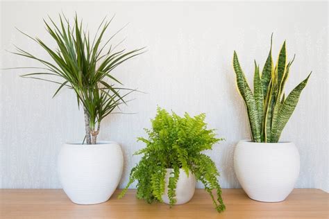 Tropical House Plants Identification