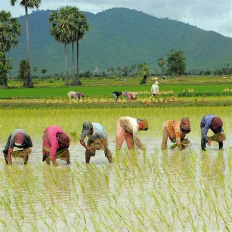 වැසි කාලයෙදි වරින් වර මතුවන ‘මී උණ‘ Lankadeepa Online