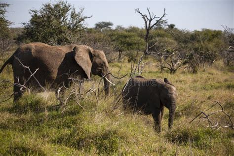 Specimen Of African Elephant With Its Calf Growing In The Wildlife Of