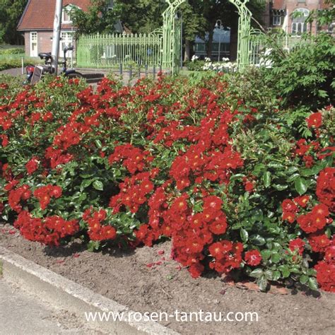 Róże okrywowe Szkółka Róż ROSARIUM