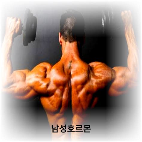 활력부터 피로까지 남성호르몬 많은 사람 특징과 부족 신호 10가지 Elounlife Blog