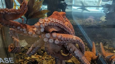 A Giant Pacific Octopus Takes Up Residence At Hatfield Marine Science