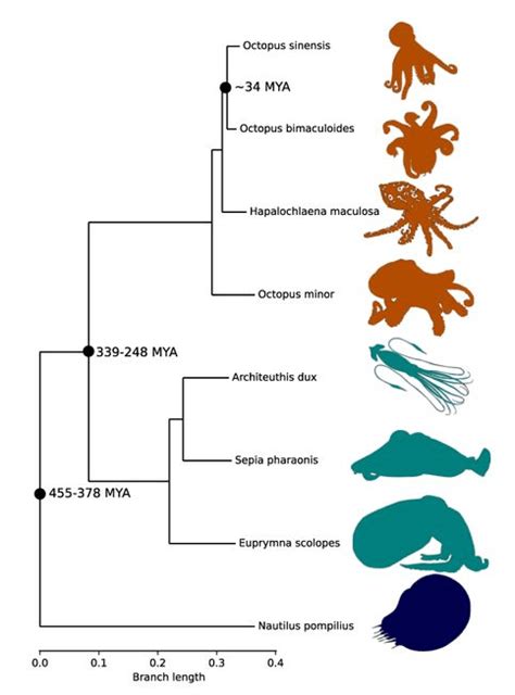 最古の性染色体は2億4800万年前に「タコ」の祖先から始まったことがゲノム解析で判明 Gigazine