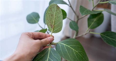 植物が感染するさび病とは 発生する原因や対策方法を詳しく解説 となりのカインズさん