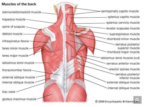 Nerve Branches Brachial Plexus Diagram Quizlet