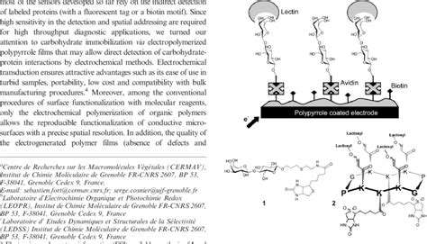 Schematic Representation Of The Electrochemical Pna Lectin Detection