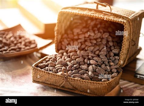 Cocoa Bean Cocoa Seed For Dried For Source Material For Making