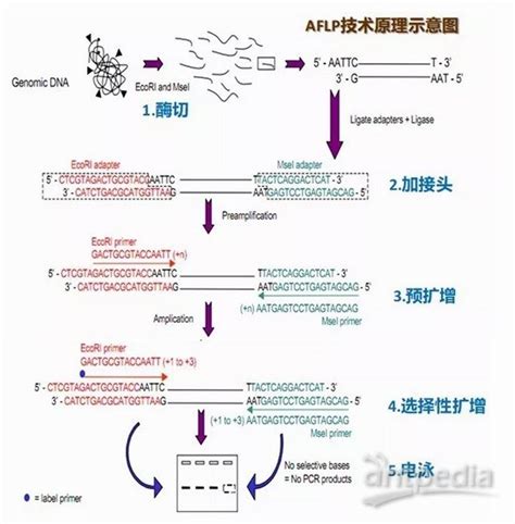 必看 分子标记的发展与重生 杭州厚泽生物科技有限公司