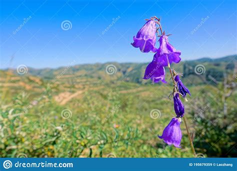 Adenophora Stricta Stock Image Image Of Blossom Adenophora 195679359
