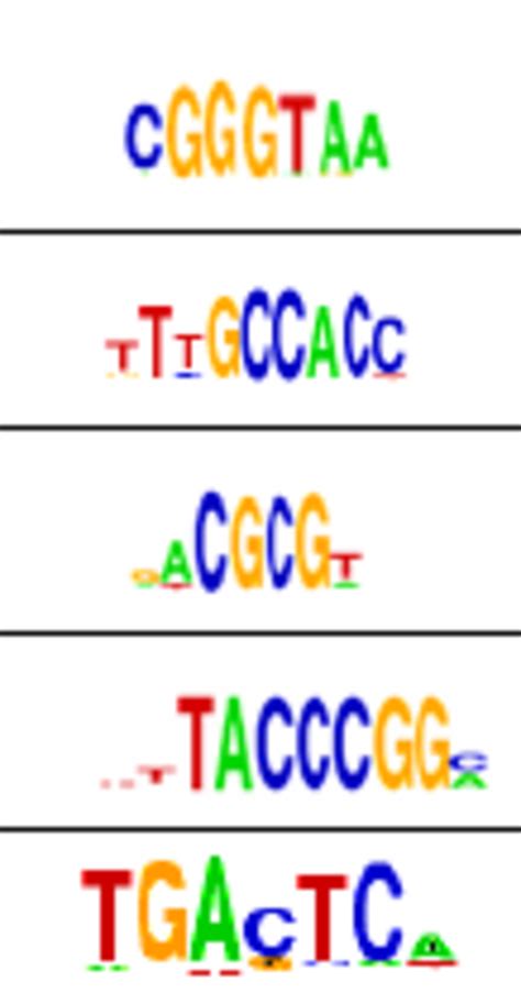 Some S Cerevisiae Transcription Factors Their Consensus Sequences