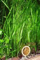 Условия для Валлиснерия американская (Vallisneria americana)