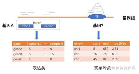 使用chipseeker进行chip Seq， Atac Seq，cutandtag等富集峰的基因组注释 知乎